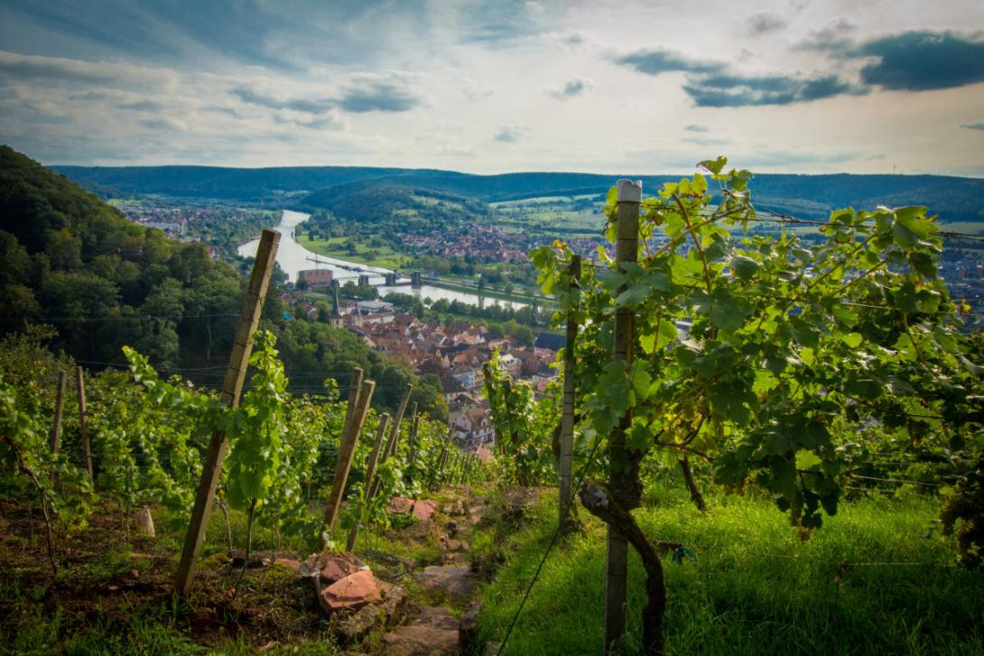 Wandern, wo der Rotwein wächst | Wanderfreak